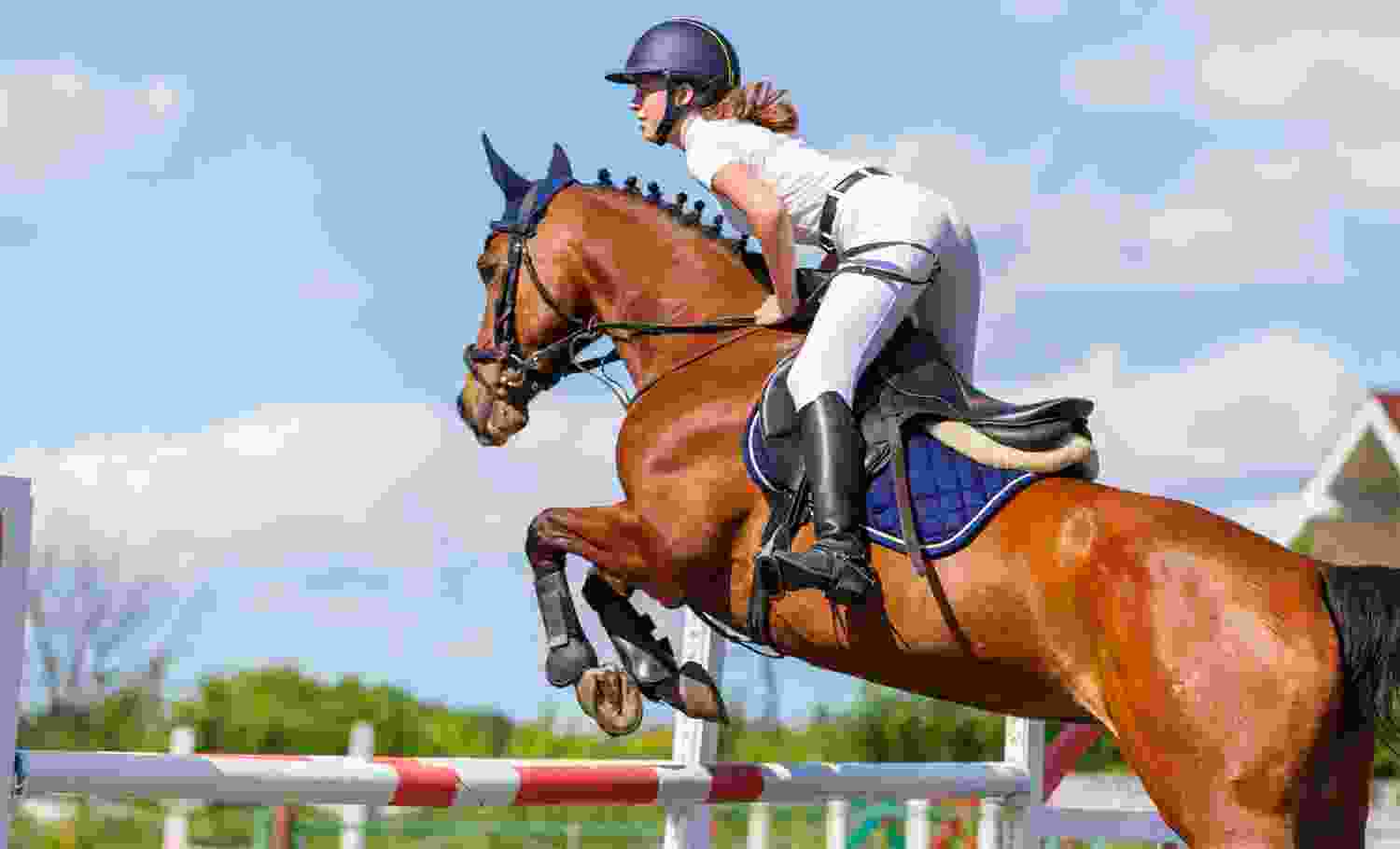 Service Detail - horsely.ai